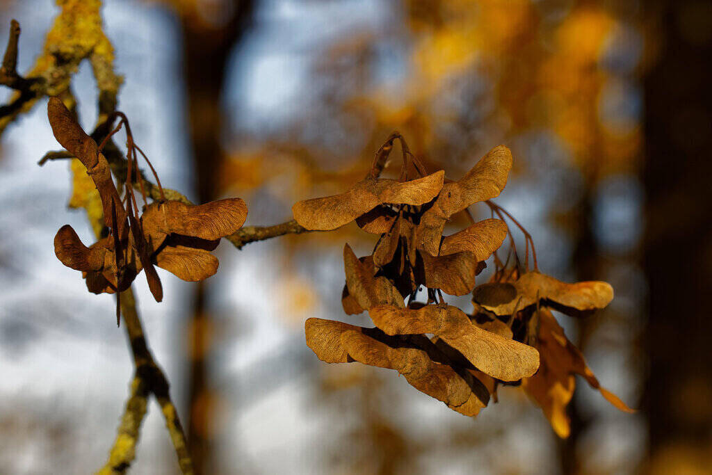 World's Smallest Microchip Microflier Inspired by Nature