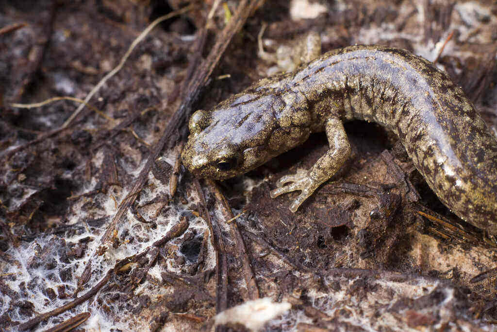 Salamanders Remarkable Ability to 'Fly'