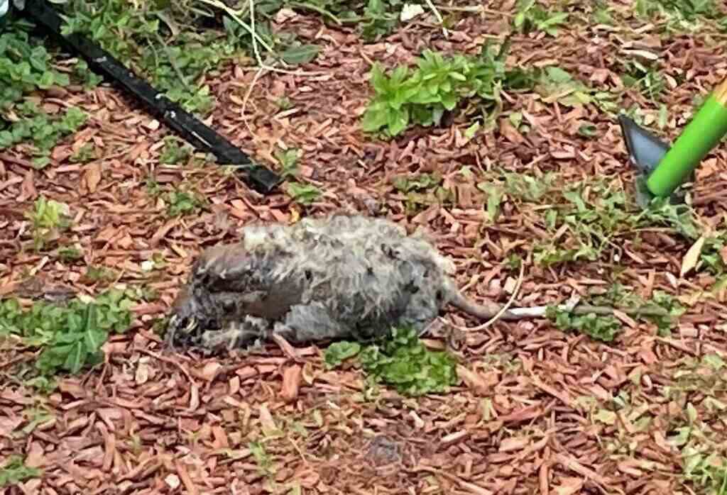 Super Rats Are a Real Threat to Chicago Residents