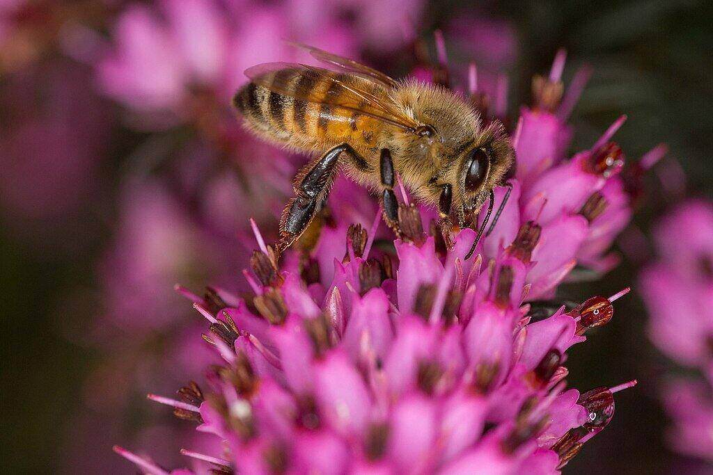 First-Aid Tips for Treating Flying Insect Stings