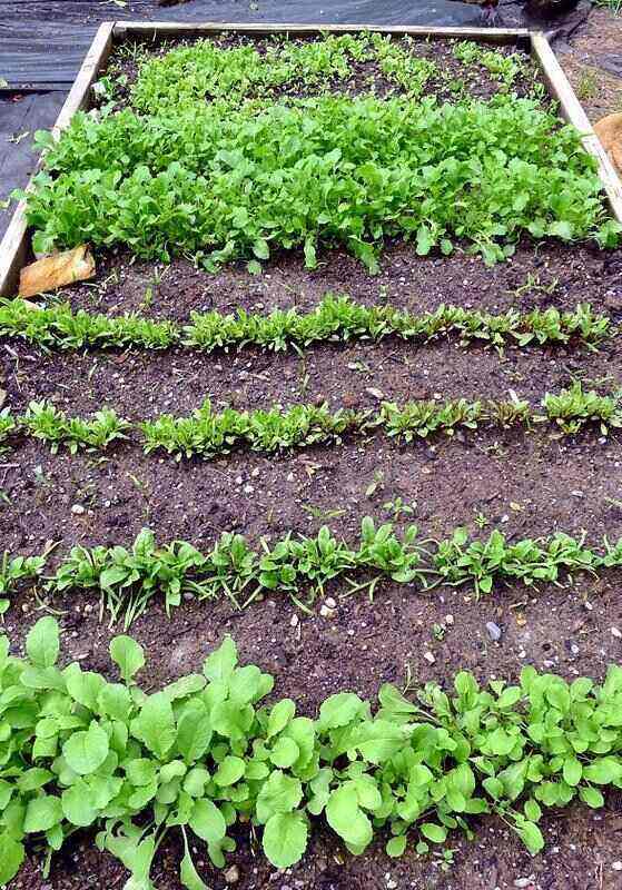 BEET Chicago Urban Garden Plans Community Event