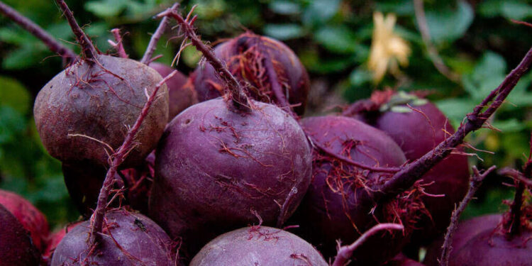BEET Chicago Urban Garden Plans Community Event