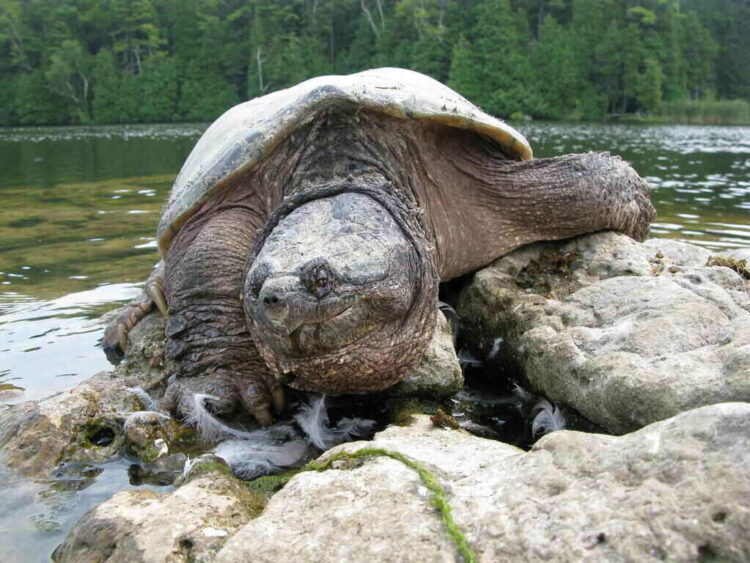 Huge Snapping Turtle Proves Chicago River Is Less Polluted