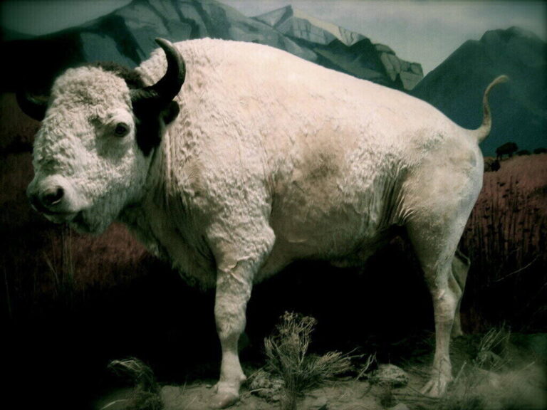 Rare White Bison Born in Wyoming State Park
