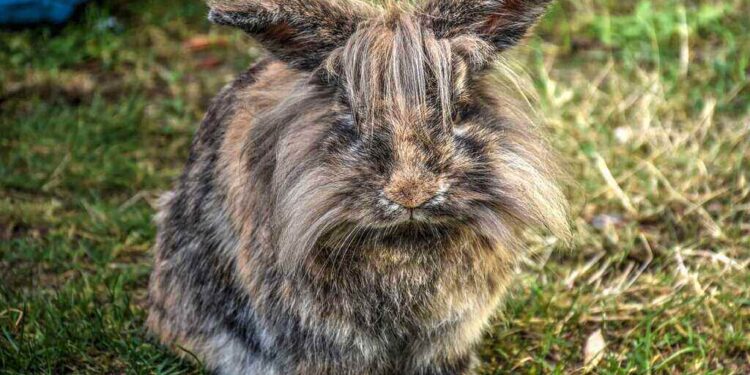 Invasion of the Lionhead Rabbits