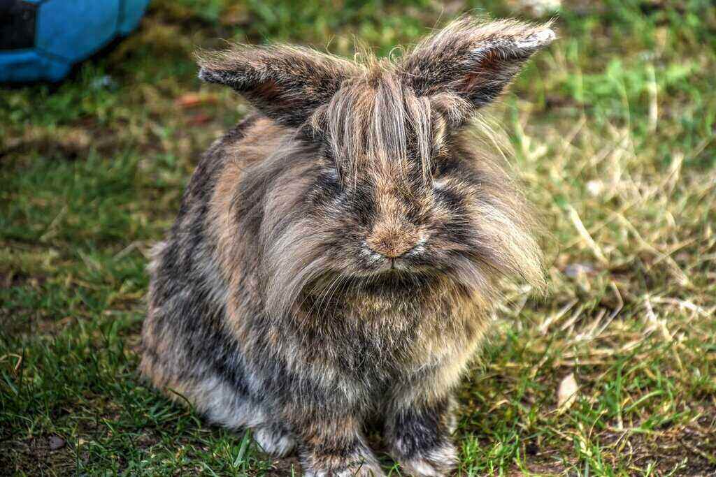 Invasion of the Lionhead Rabbits