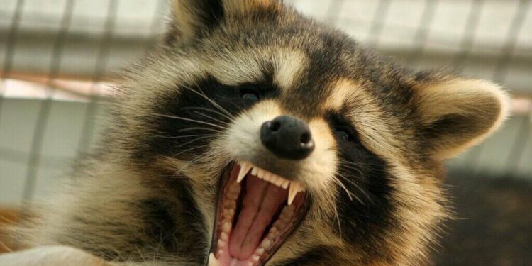 Raccoons Test Positive for Rabies in South Carolina