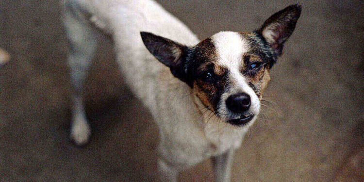 Dog Experiences Acts of Inhuman Treatment