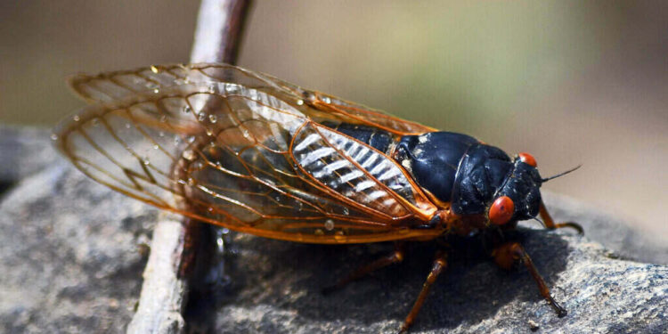 All About Cicadas Life and Where They're Expected
