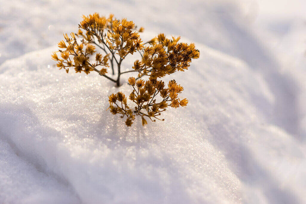 Winter Strikes Back in Chicago's Spring Season