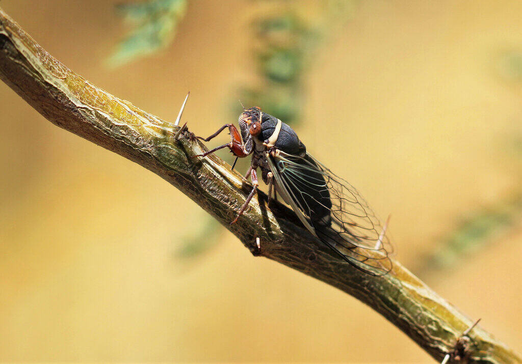 Cicada Invasion: A Buzzing Phenomenon in Illinois