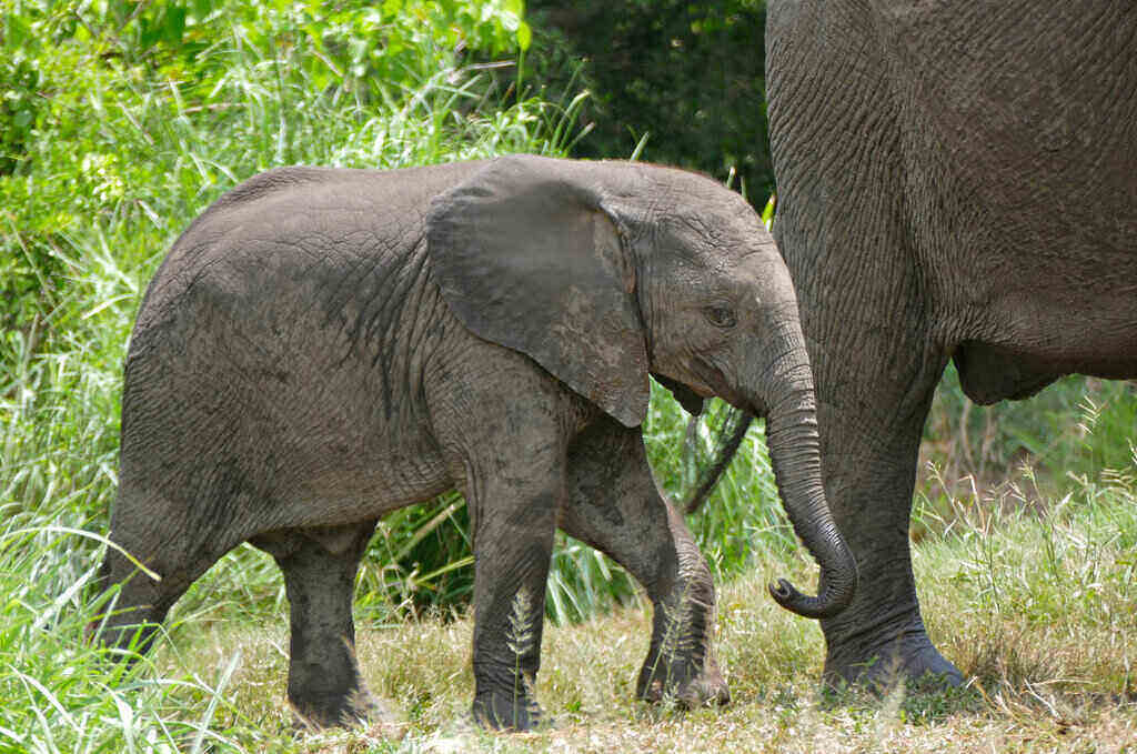 Endangered Elephants, More to Come?