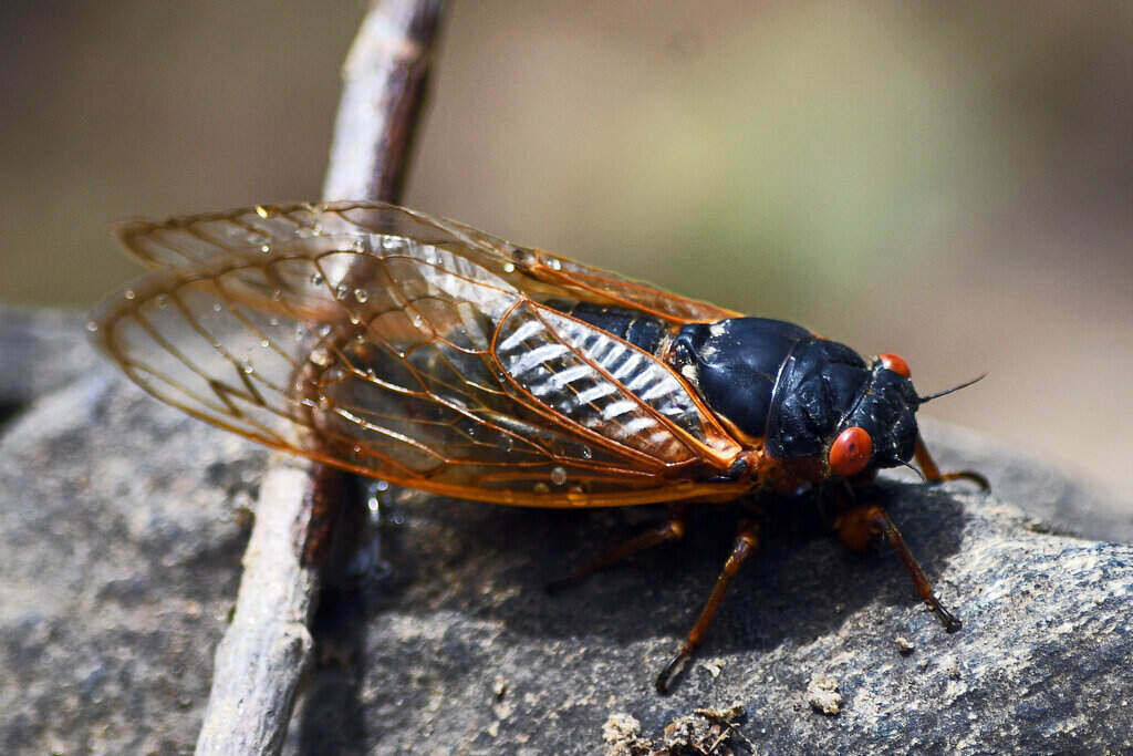 Zombie Cicadas Roaming Around