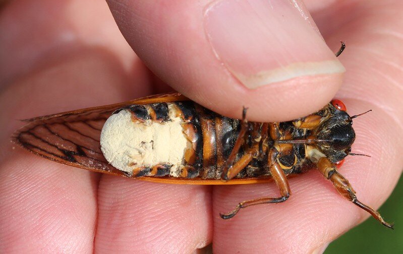 Zombie Cicadas Roaming Around