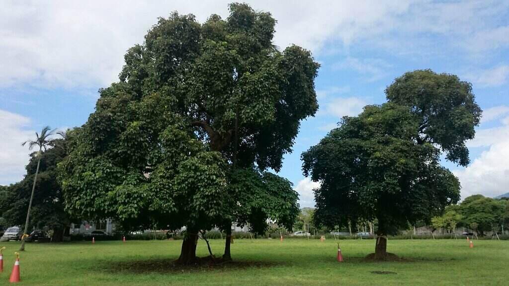 Climate Change Causes Heat-Sensitive Trees to Relocate in the Environment